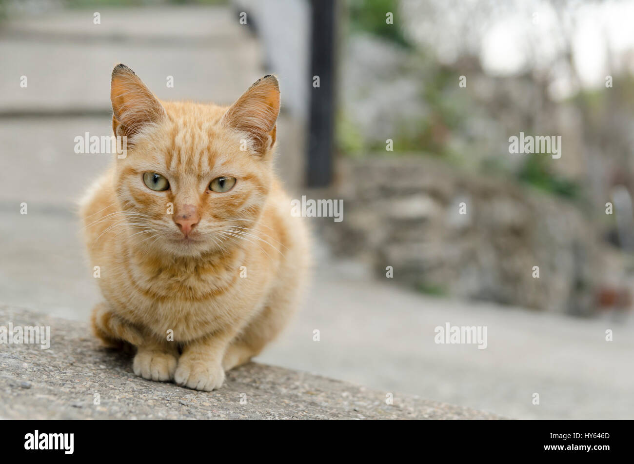 Young cat outdoor Stock Photo - Alamy