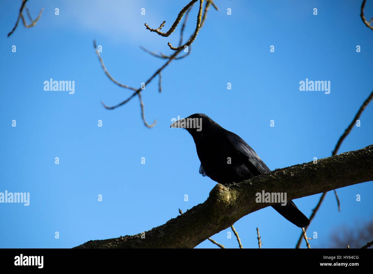 Crow on branch hi-res stock photography and images - Alamy