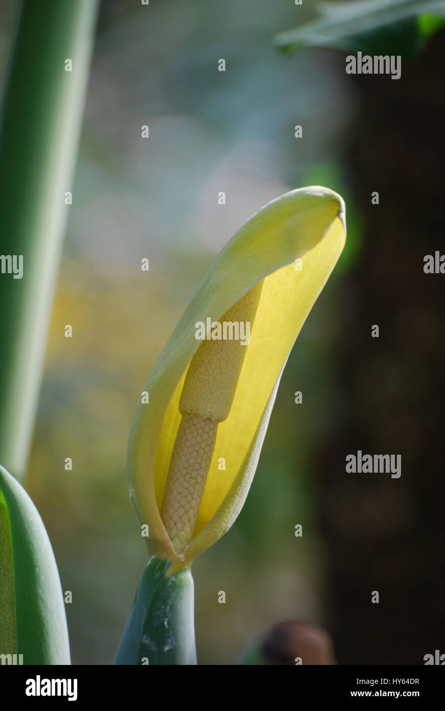Yellow Arum High Resolution Stock Photography and Images - Alamy