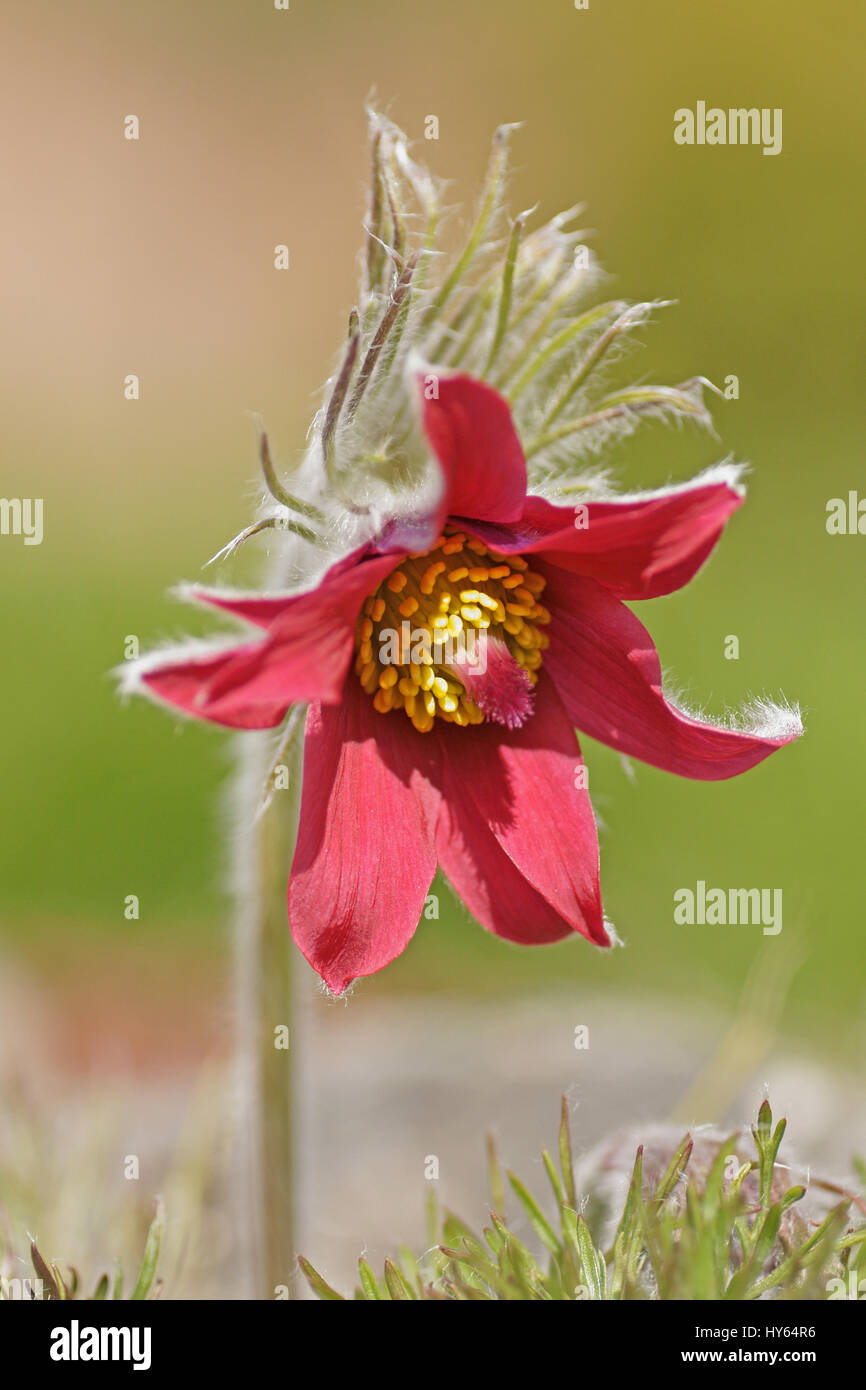 Pulsatilla vulgaris rubra hi-res stock photography and images - Alamy