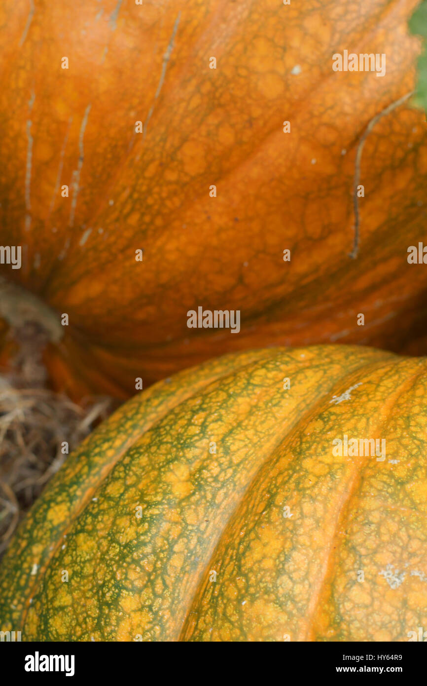 Uk pumpkins hi-res stock photography and images - Alamy