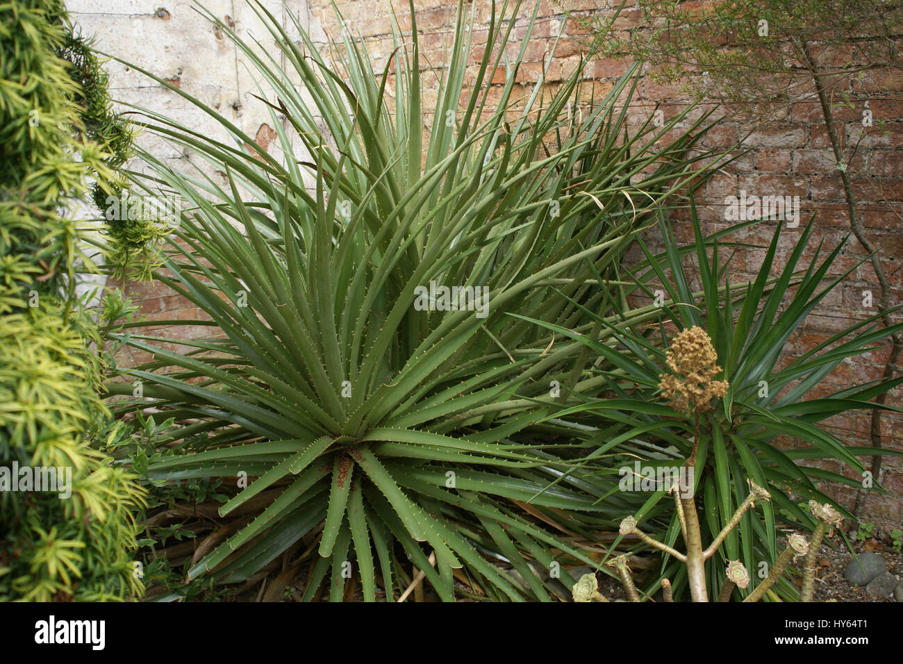 Puya hi-res stock photography and images - Alamy