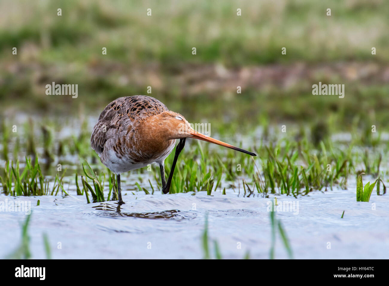 Black-tailed godwit (Limosa limosa) male scratching head in shallow ...