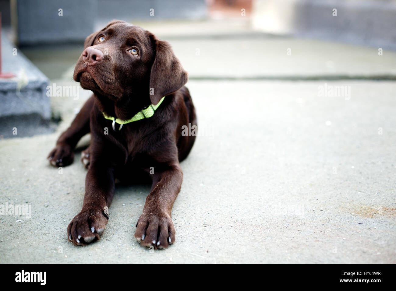 Chocolate young labrador retriever dog on grey background Stock Photo ...