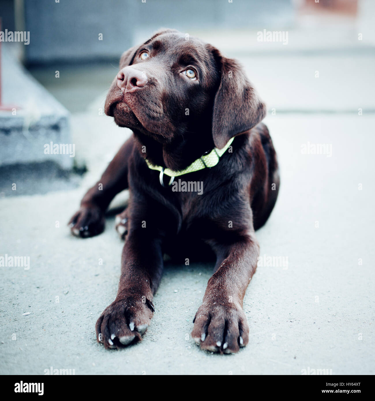 Young labrador retriever hi-res stock photography and images - Alamy