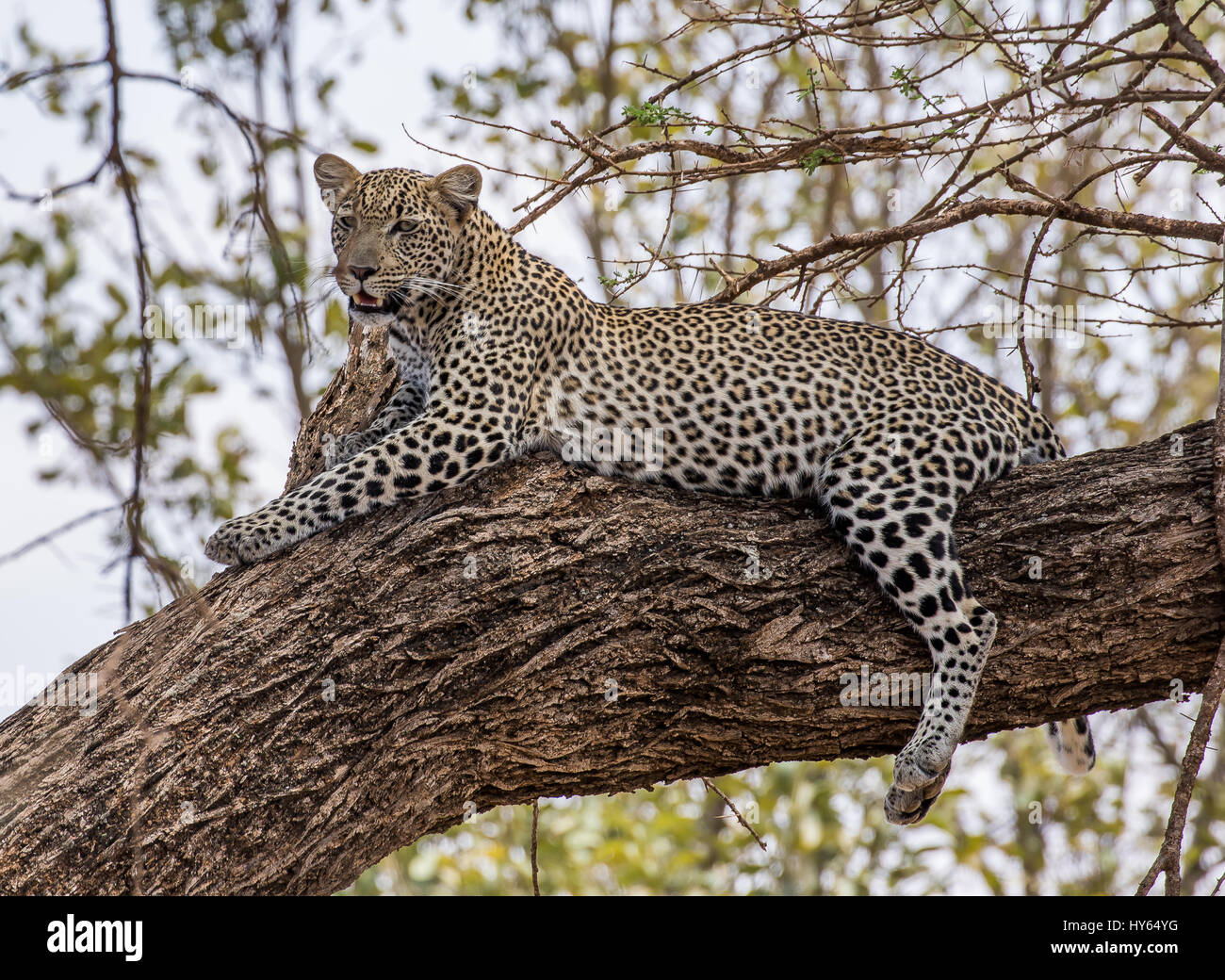 Leopard mouth open africa hi-res stock photography and images - Alamy