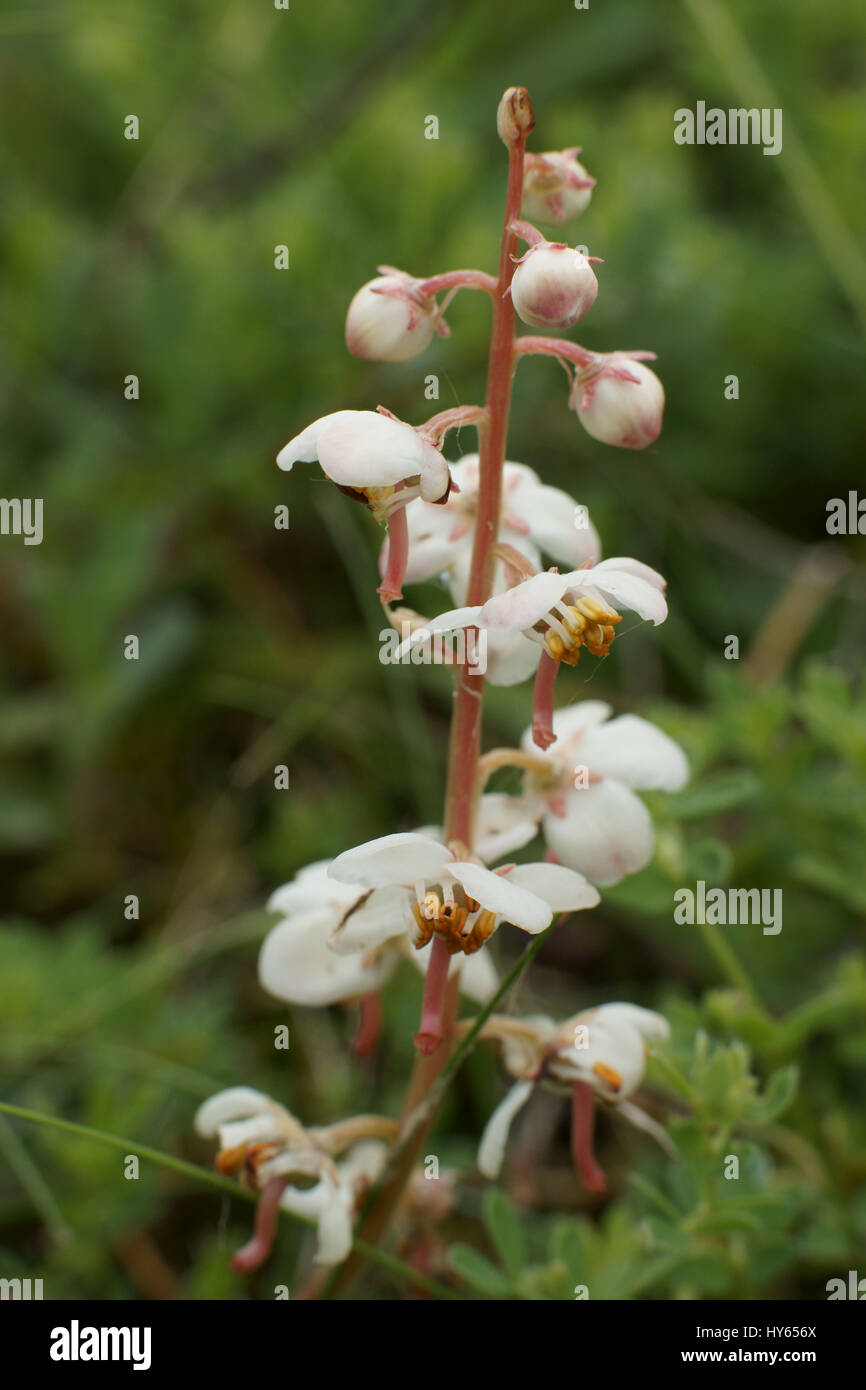 Pyrola wales hi-res stock photography and images - Alamy