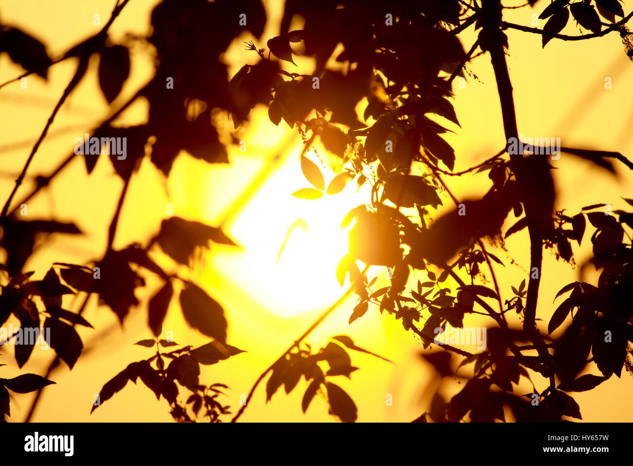 Sunlight through branches and leaves Stock Photo - Alamy