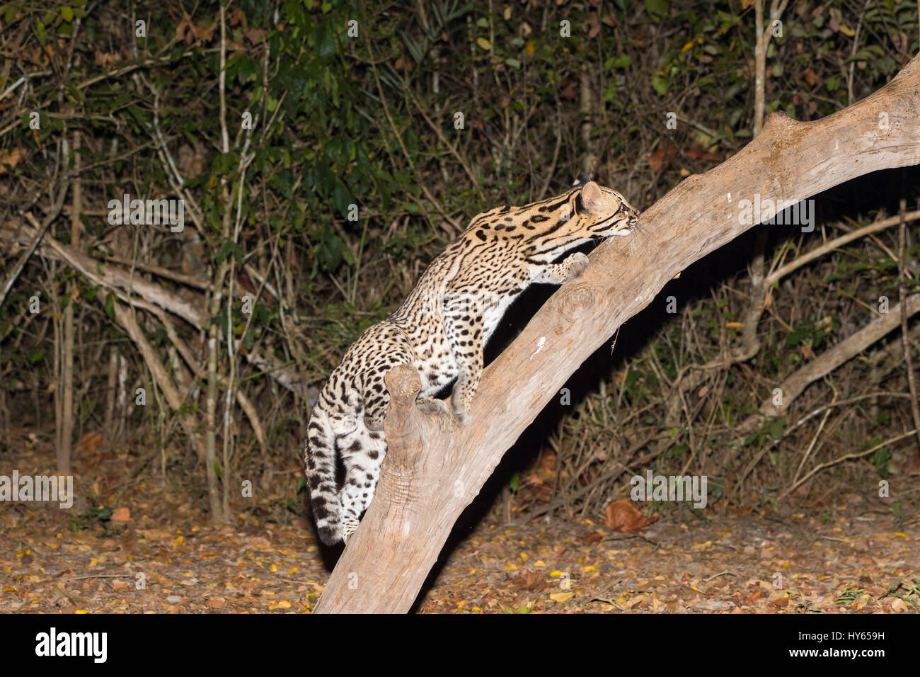 Ocelot (Leopardus pardalis) at night, Pantanal, Mato Grosso, Brazil ...