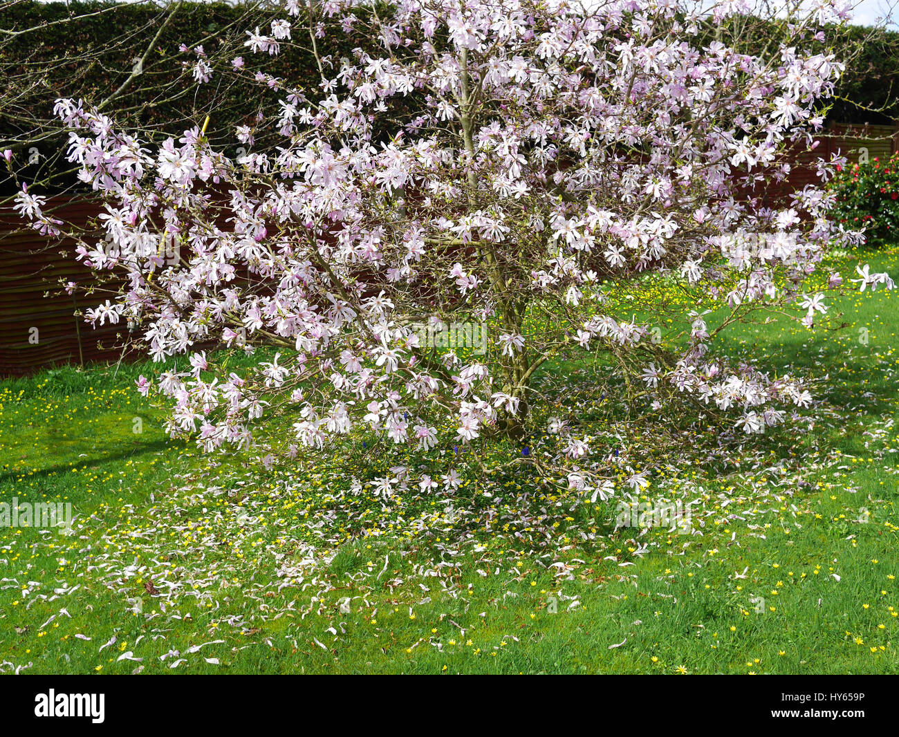 Magnolia in Spring fresh bloom Stock Photo - Alamy