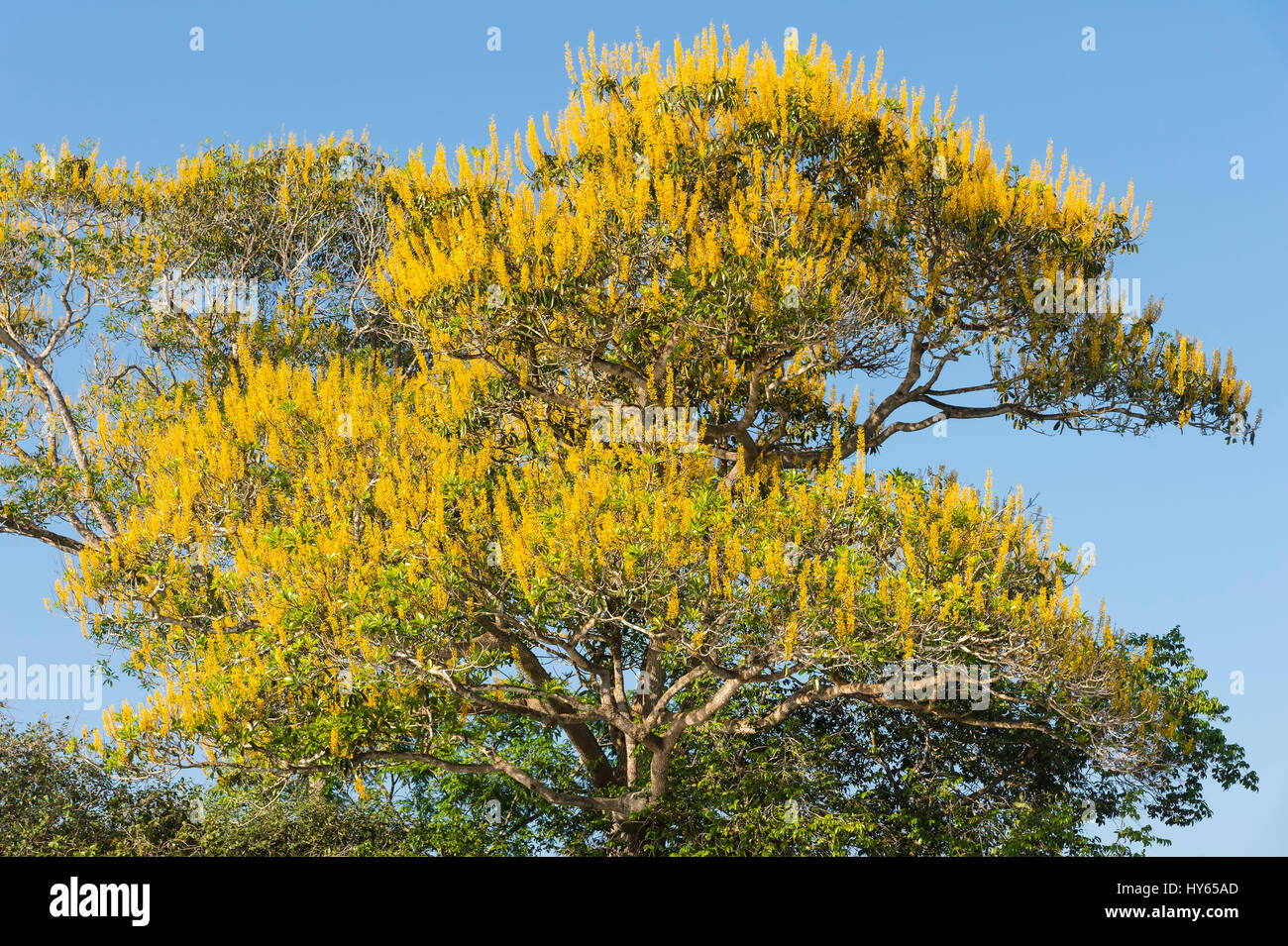 Vochysia divergens trees along the Cuiaba River, Pantanal, Mato Grosso ...