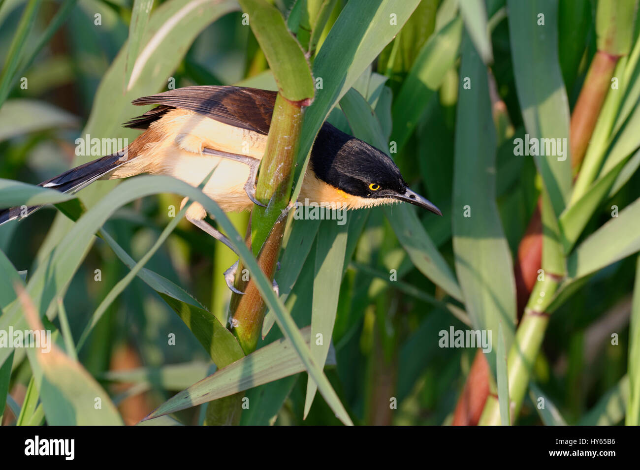 Black-capped Donacobius (Donacobius atricapilla) on reed, Pantanal ...