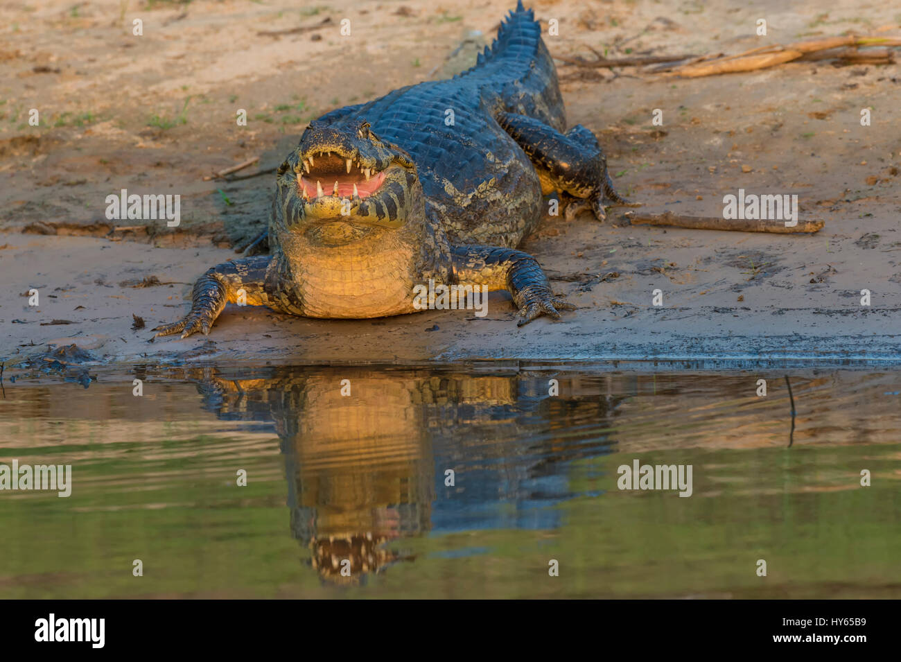 Yacare caiman (Caiman yacare), Pantanal, Mato Grosso, Brazil Stock ...