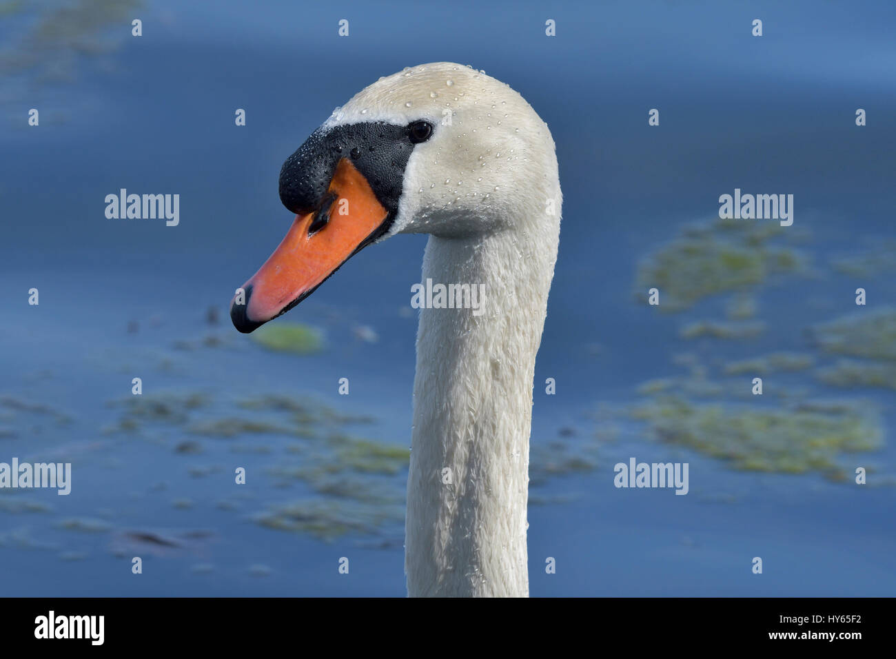 lago di Viverone (Vc): Cigno reale (Cygnus olor), Mute Swan Stock Photo ...