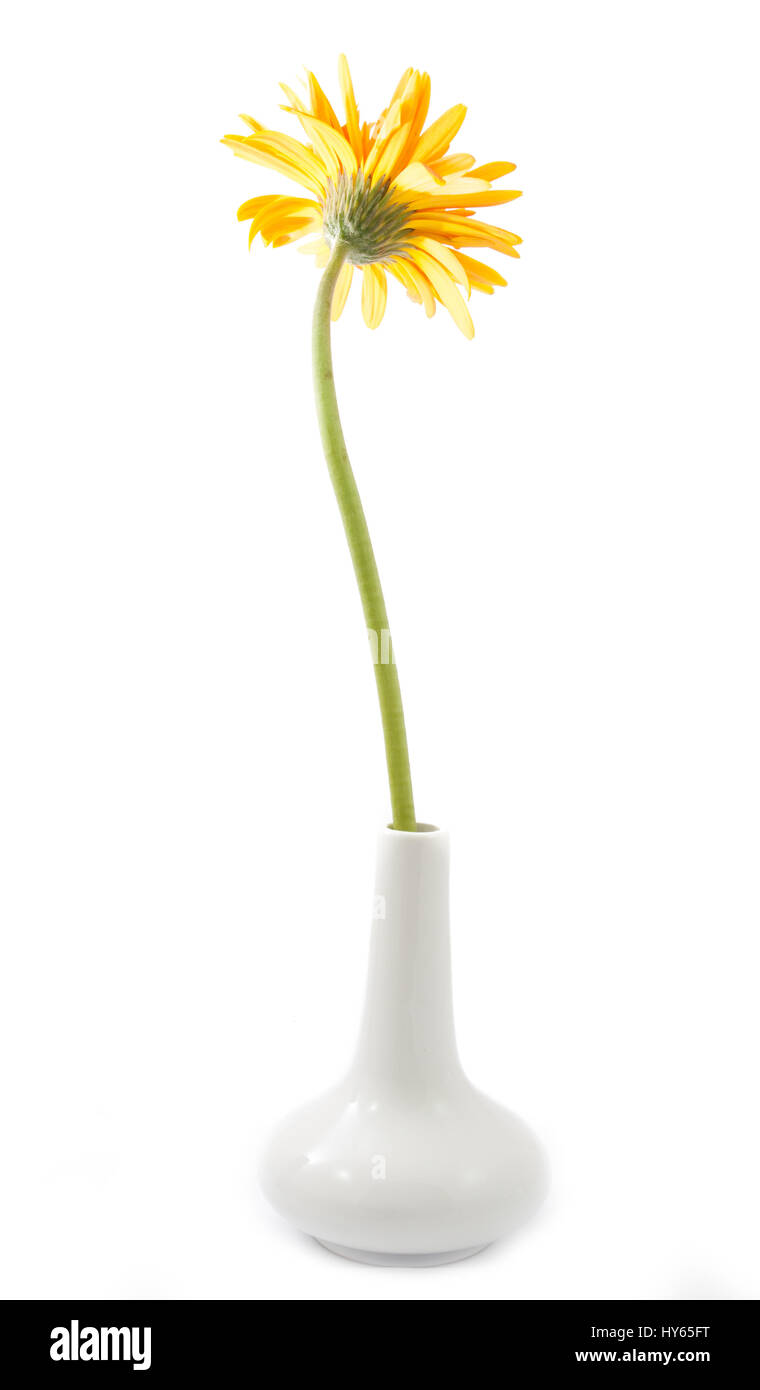 single gerbera flower yellow on vase isolated on white background Stock ...