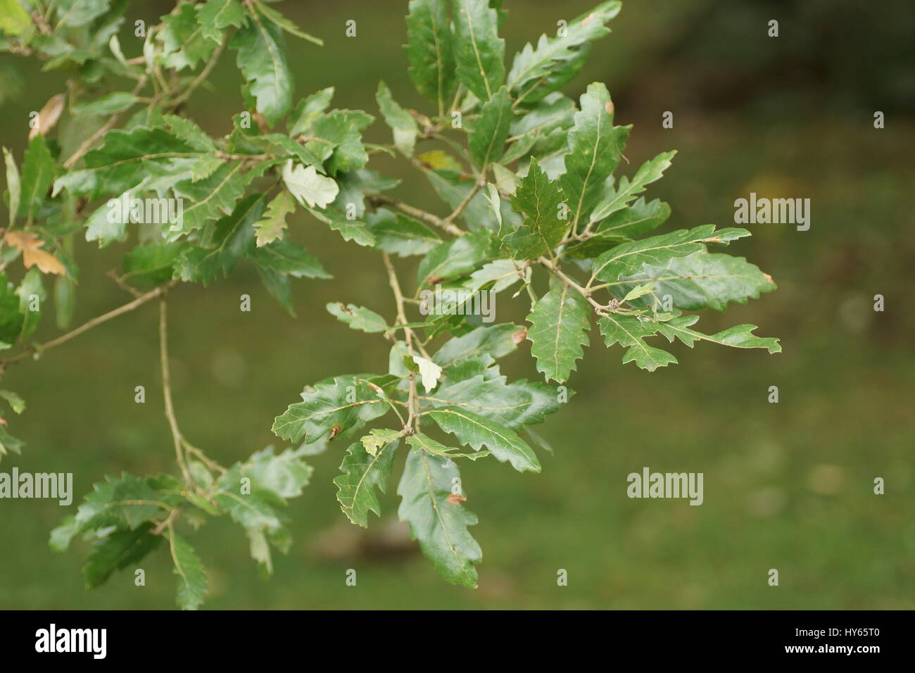 William lucombe hi-res stock photography and images - Alamy