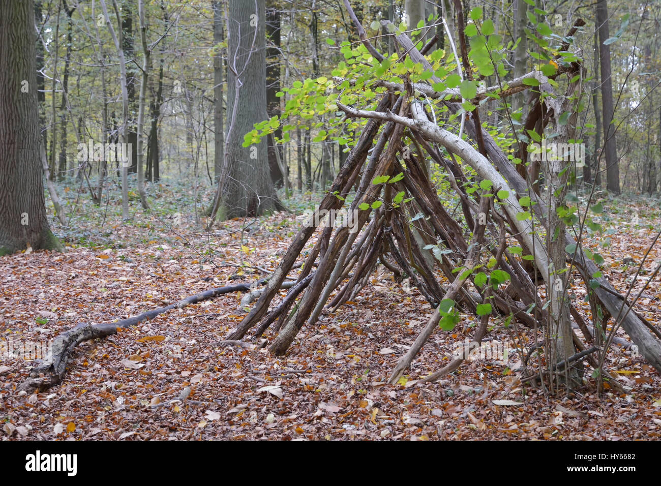 The scouts forest hi-res stock photography and images - Alamy