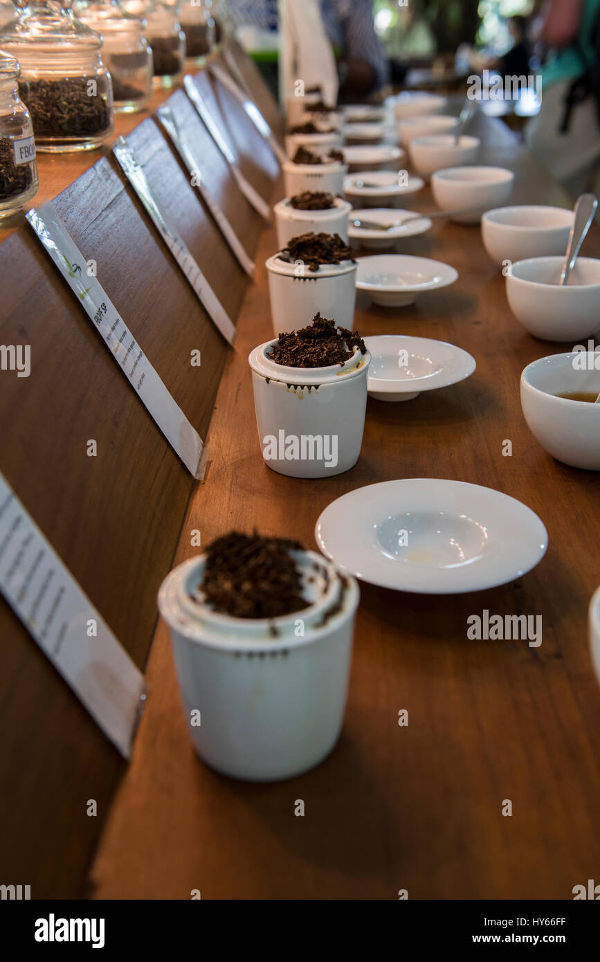 Sri Lanka, near Galle, Akuressa. Organic Green Tea Garden & Tea Factory ...