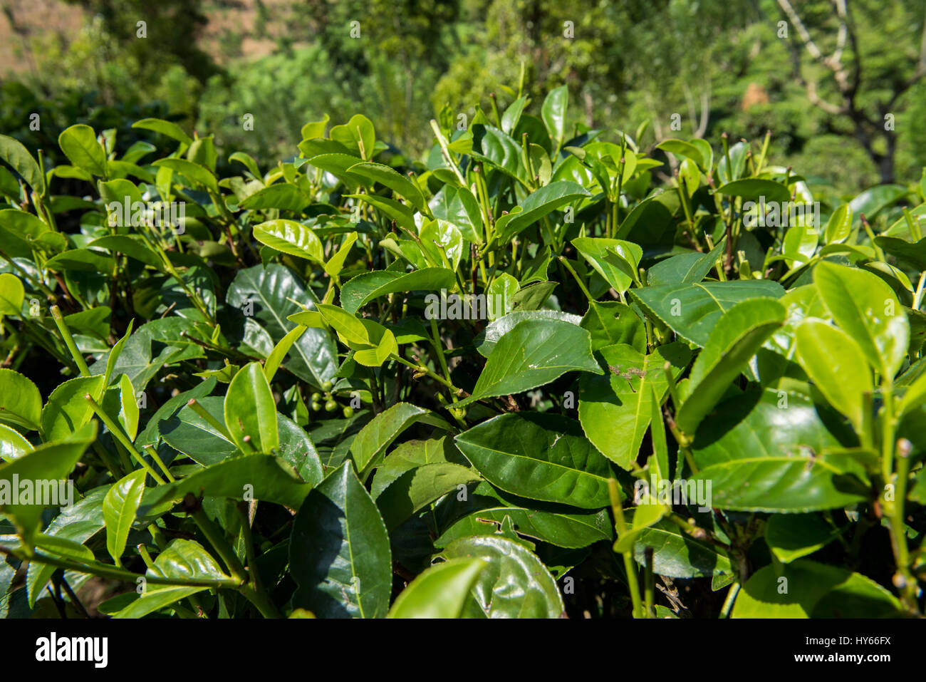 Sri Lanka, near Galle, Akuressa. Organic tea farm in southern Sri Lanka ...