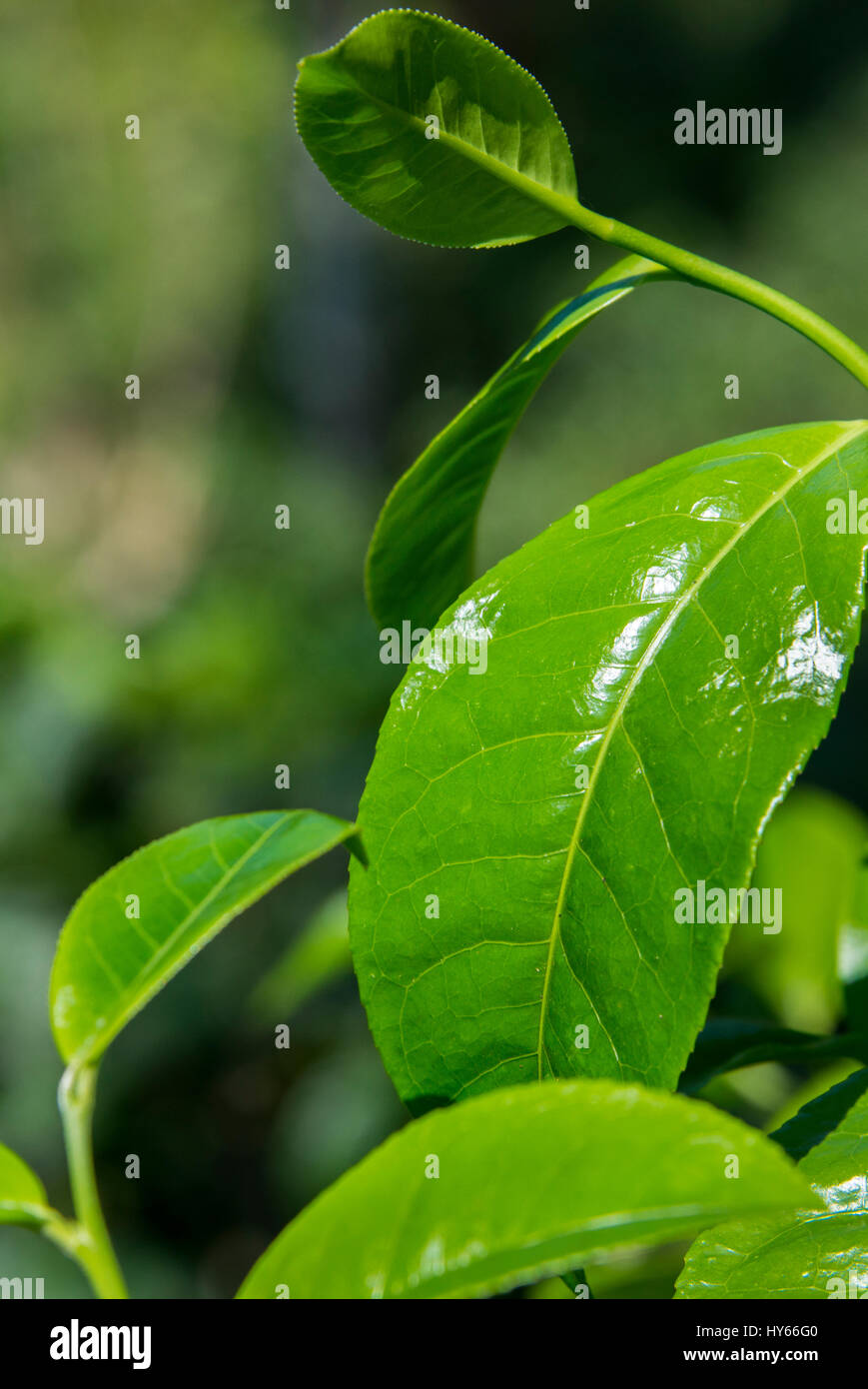Tea plantation in galle sri lanka hi-res stock photography and images ...