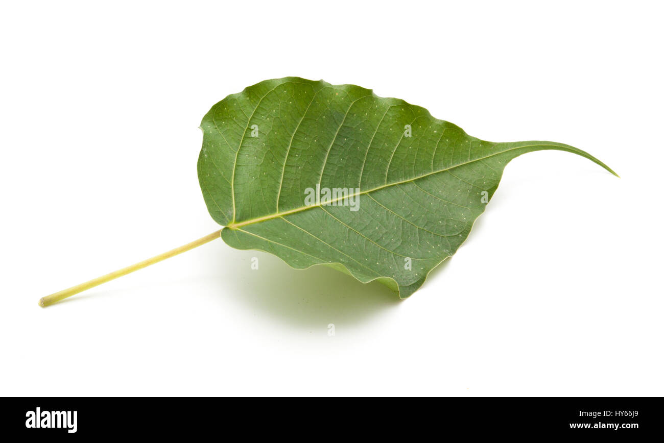 Bo leaf isolated on white Stock Photo - Alamy