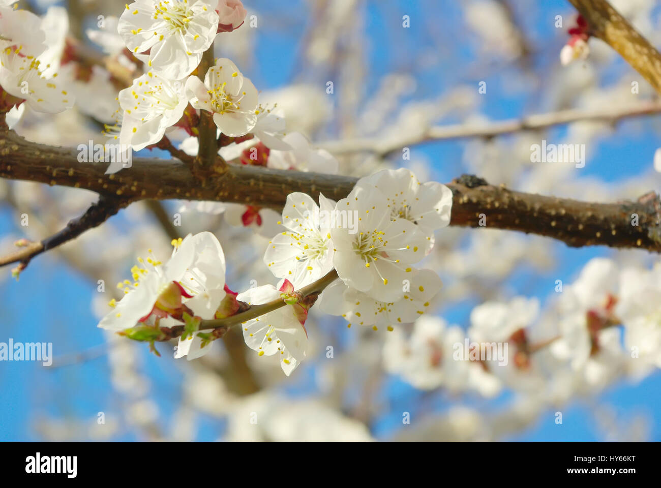 April garden natural tree branch. Spring white blossom. Seasonal ...
