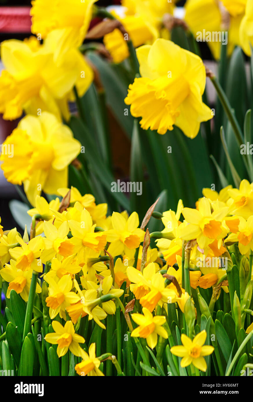 Yellow daffodils spring flowers Stock Photo - Alamy