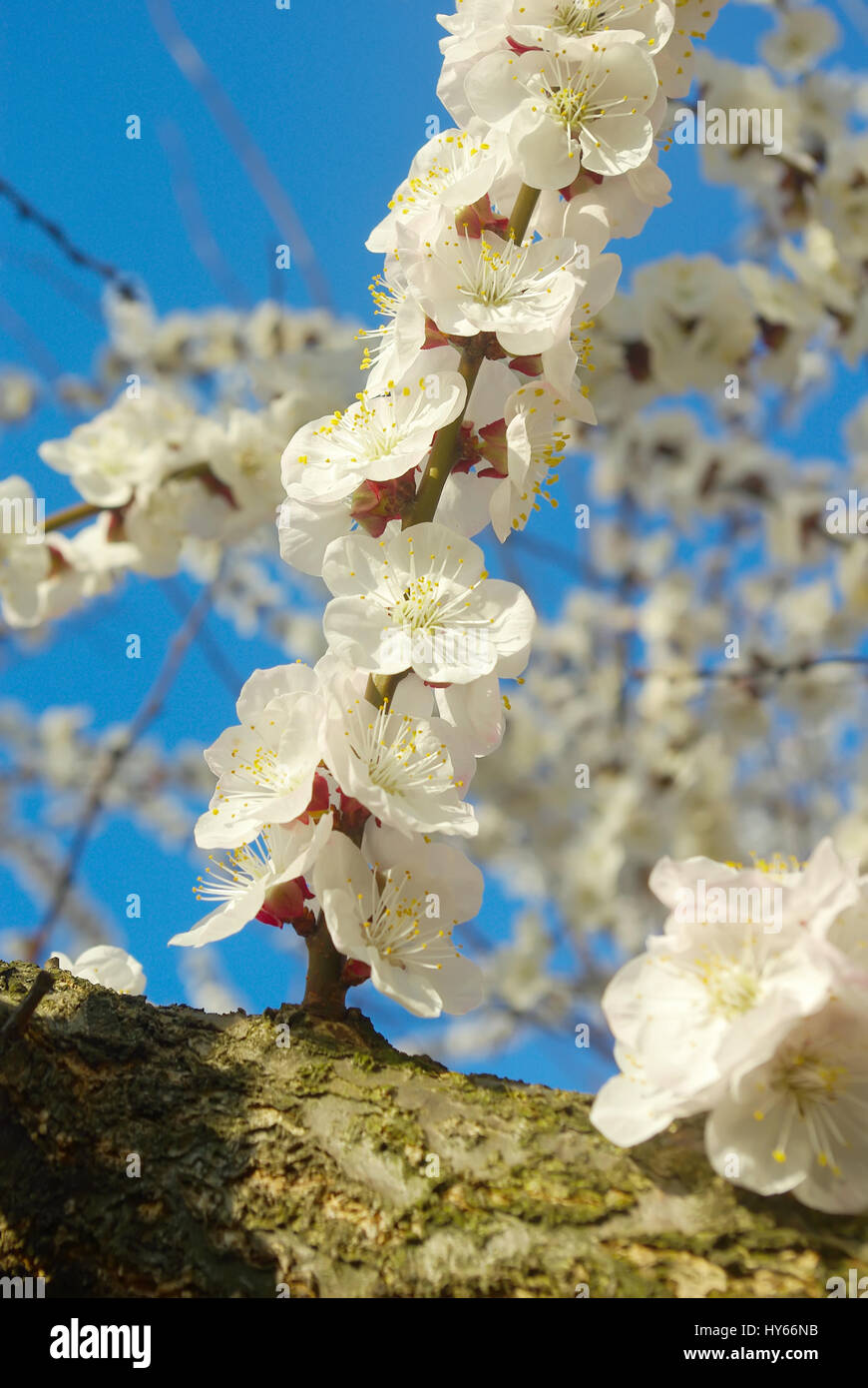 April garden natural tree branch. Spring white blossom. Outdoor bloom ...