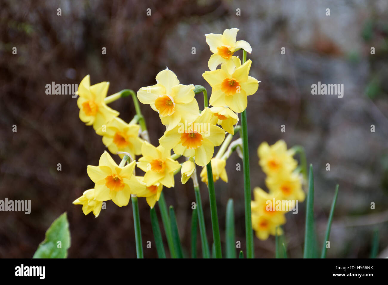 A bunch of daffodils growing by the roadside Stock Photo - Alamy