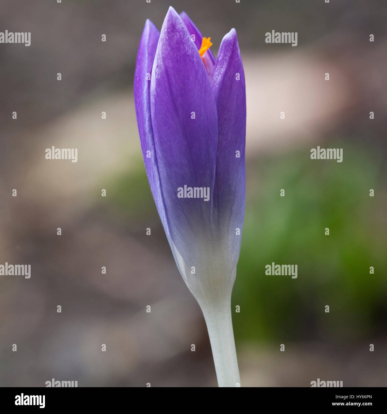 Crocus plant growth hi-res stock photography and images - Alamy