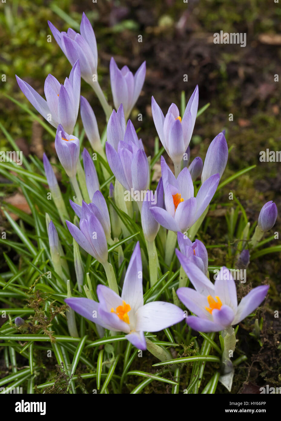 Crocii horticultural hi-res stock photography and images - Alamy