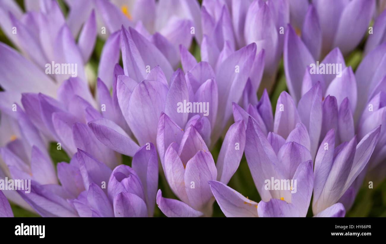 Crocus flowers in February Stock Photo - Alamy