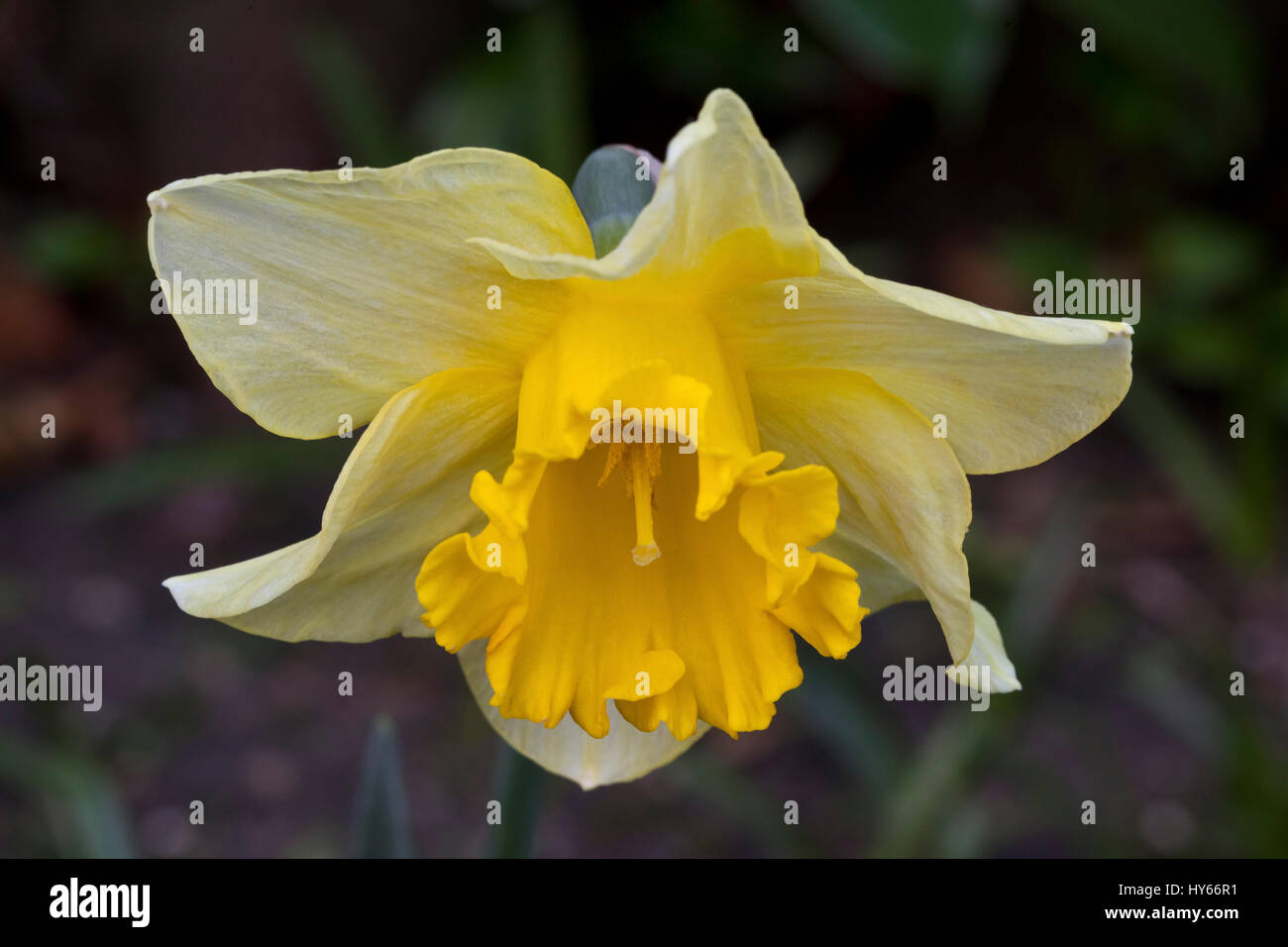 Daffodil petals and leaves hi-res stock photography and images - Alamy
