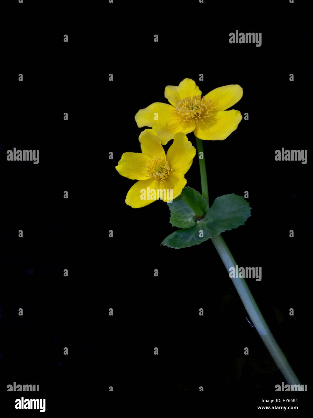 Marsh Marigold (Caltha Polypetela Stock Photo - Alamy
