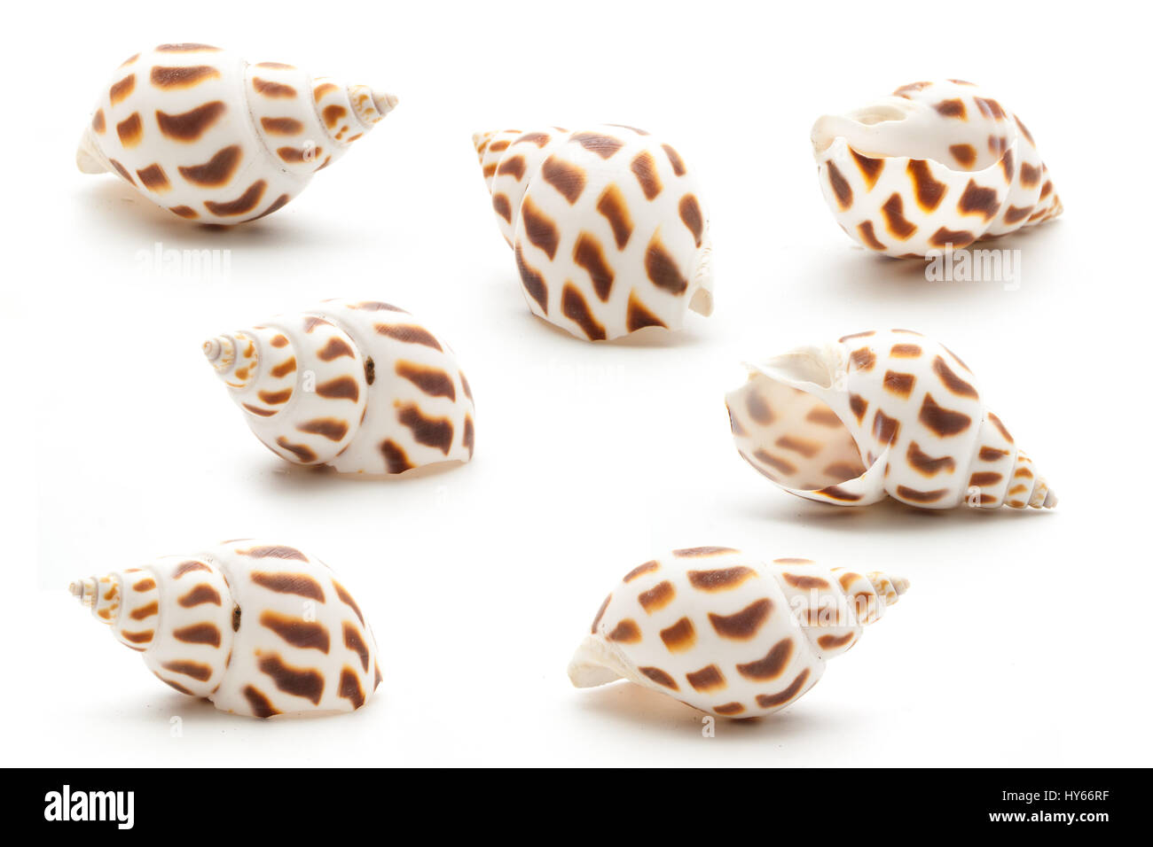 Collection sea shell isolated on white background Stock Photo - Alamy