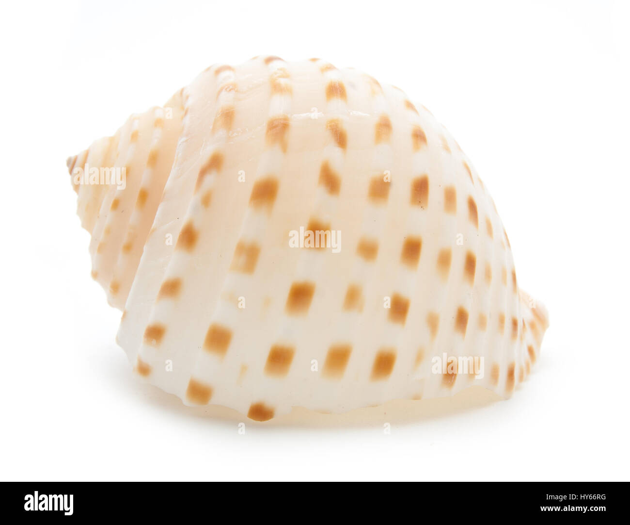 sea shell isolated on white background Stock Photo - Alamy