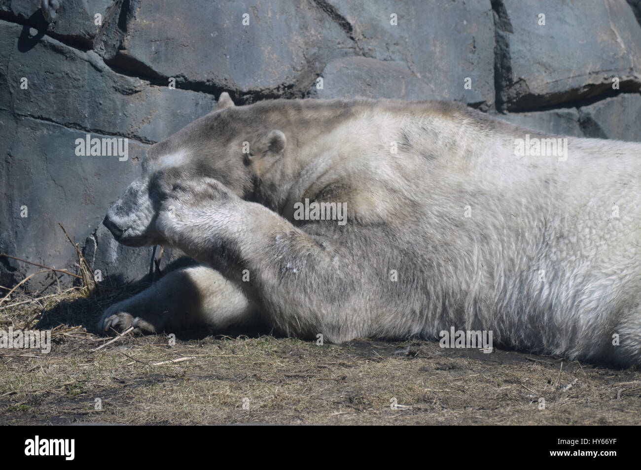 Adult male polar bear hi-res stock photography and images - Alamy