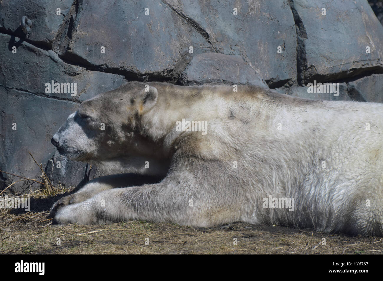 Adult bear hi-res stock photography and images - Alamy