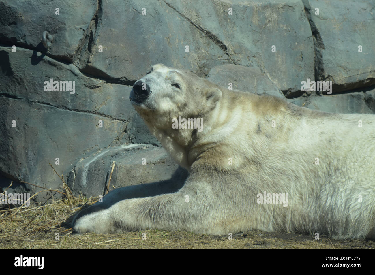 Adult bear hi-res stock photography and images - Alamy
