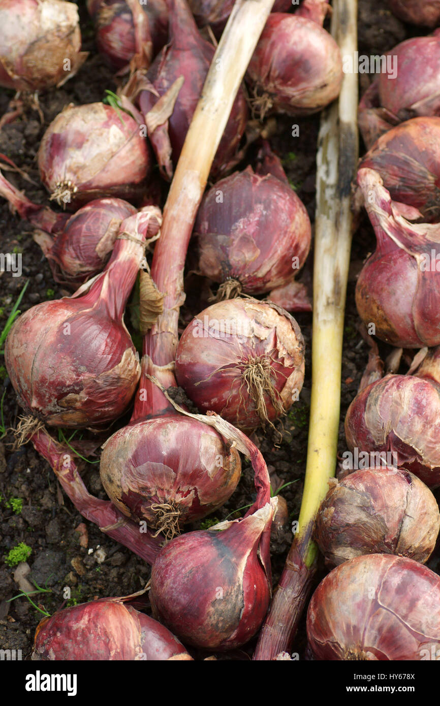 Welsh onions hi-res stock photography and images - Alamy