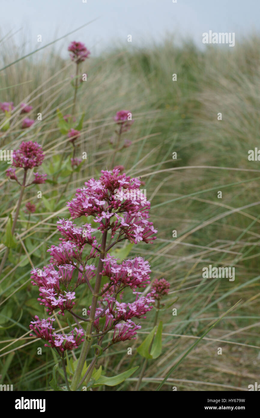 Centranthus bloom hi-res stock photography and images - Alamy