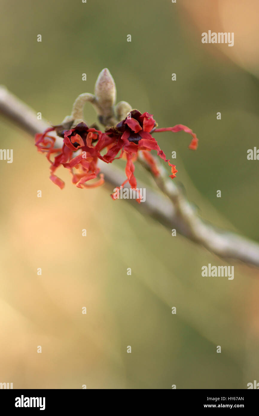 Red witch hi-res stock photography and images - Alamy