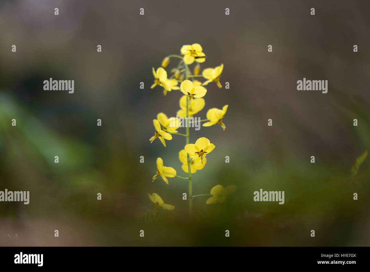 Epimedium x versicolor 'Sulphureum' flowers. Pale yellow flowers of ...