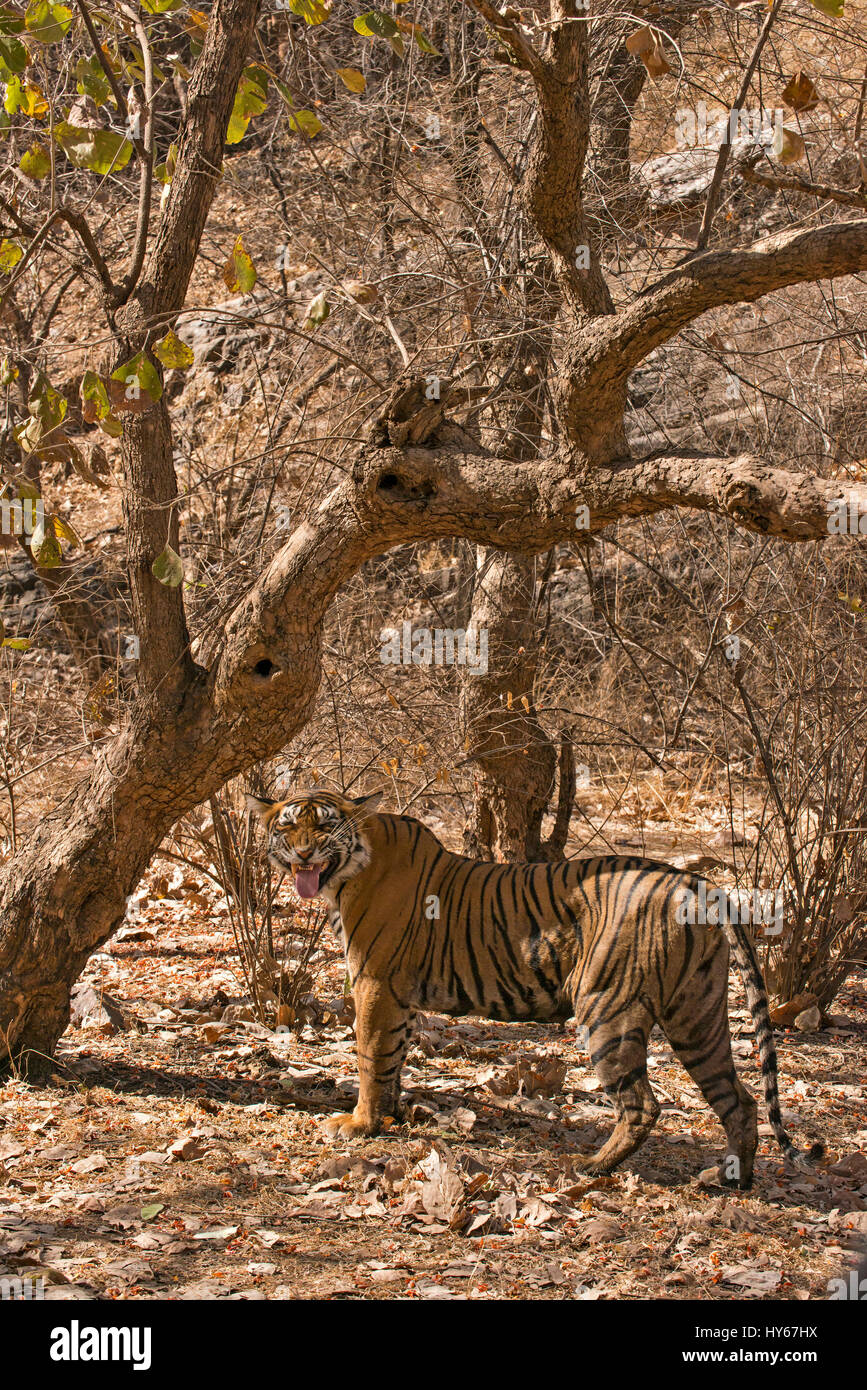 Royal Bengal tiger, marking territory by spraying a tree trunk with ...
