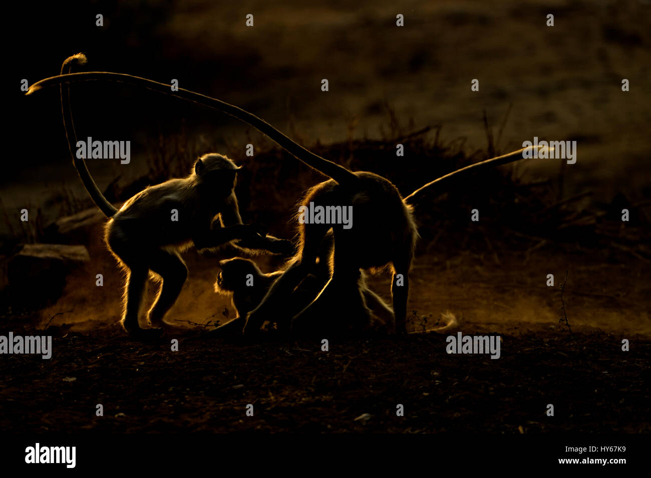 Hanuman leap hi-res stock photography and images - Alamy