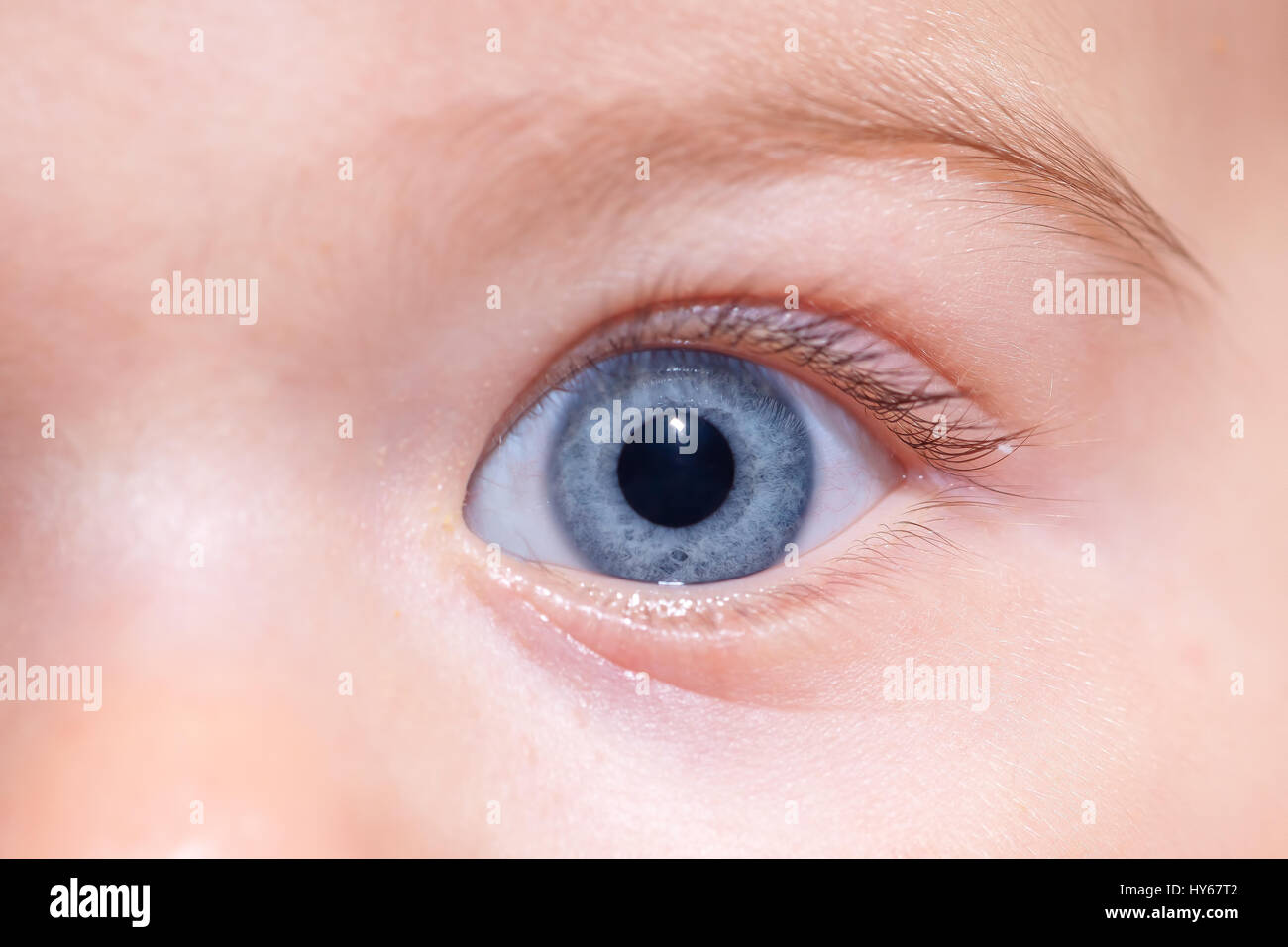 Baby blue eye closeup Stock Photo - Alamy