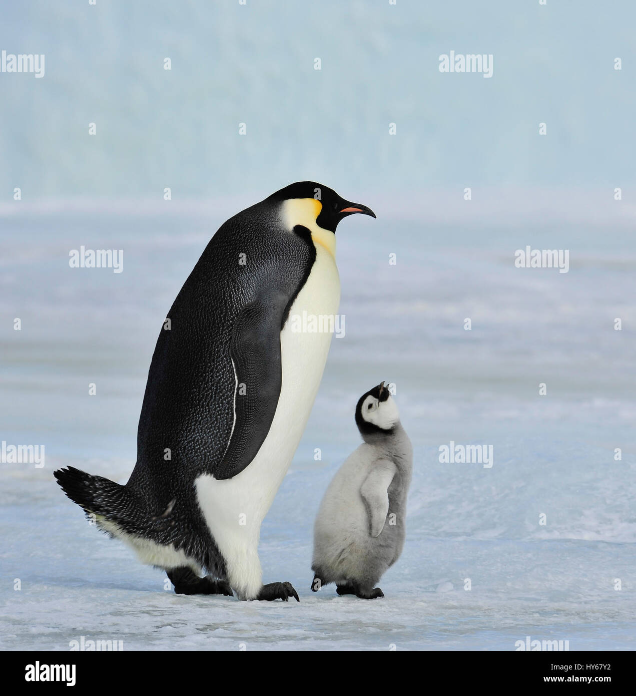 Emperor Penguin with chick Stock Photo - Alamy