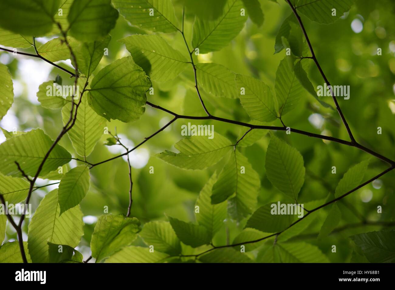 Fresh alder leaf background, view from below the tree Stock Photo - Alamy
