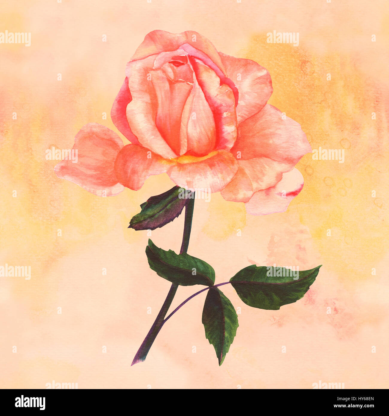 A watercolor drawing of a tender pink rose flower, hand painted in the ...