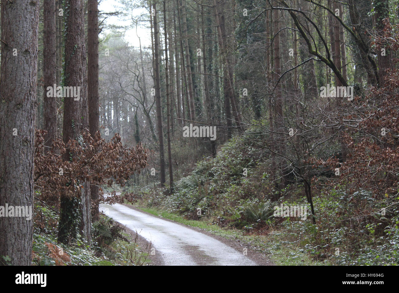 Pathway through forest hi-res stock photography and images - Alamy
